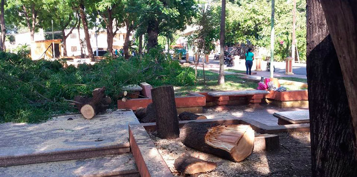 Denuncian corte de arboles en parque Rosa Duarte del municipio ...