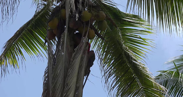 Muere hombre en Puerto Plata tras caer de una mata de coco - AGENDA56