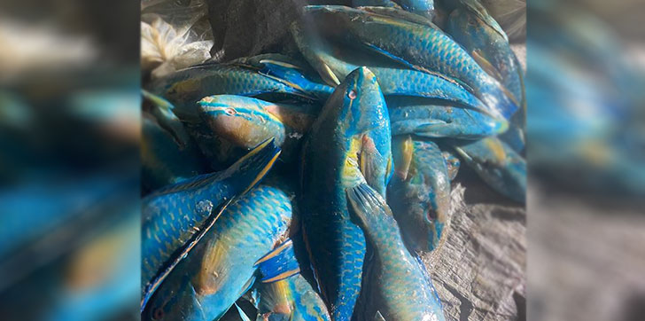 Autoridades incautan cargamento de pez loro y langosta pinta en Río San ...