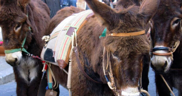 Recaudan 56 mil euros y se utilizaron para salvar 57 burros, en Italia ...